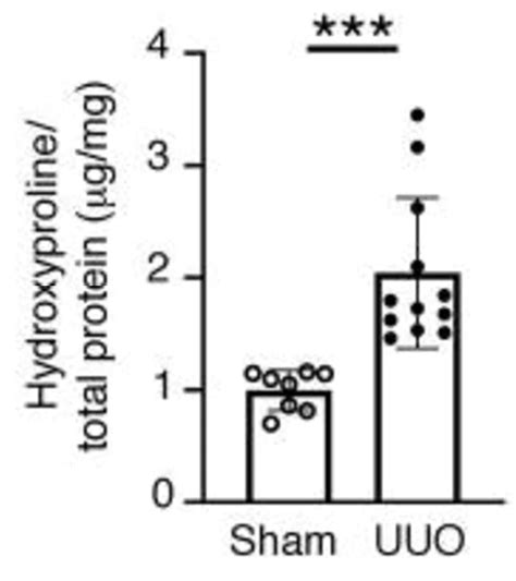Hydroxyproline Assay Kit For Collagen Ab222941 K226 Abcam