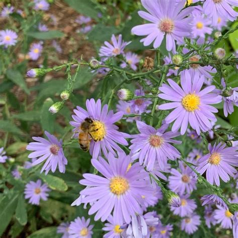 14 Flowers That Bring Color To Illinois And Midwest Gardens In Autumn