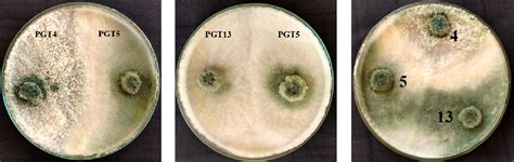 Figure 1 From Mycosynthesis Of Zno Nanoparticles Using Trichoderma Spp Isolated From