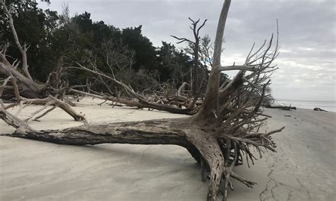 Jekyll Island Ga Driftwood Beach Our Epic Rv Journey