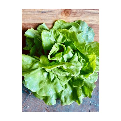 Salade Laitue 1 Pièce
