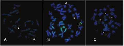 Cma 3 Dapi Chromomycin A 3 And 4 6 Diamidino 2 Phenylindole Download Scientific Diagram