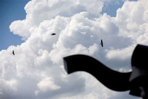 Na Slovensko Priletela Prvá Lastovička Sitask