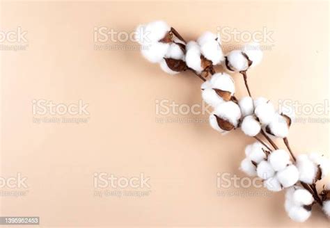 베이지 색 배경에 하얀 푹신한 면화 꽃이있는 가지가 평평하게 누워 있습니다 천연 유기 섬유 복사 공간 0명에 대한 스톡 사진 및