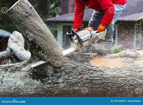 Man Standing On Tree Limb Cutting Off Pieces With Chainsaw Stock Image Image Of Machine Blade
