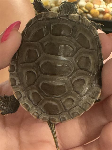 Turtle Shell Problems Rturtles
