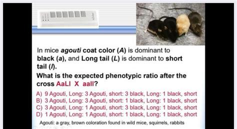 Solved In Mice Agouti Coat Color A ﻿is Dominant To Black
