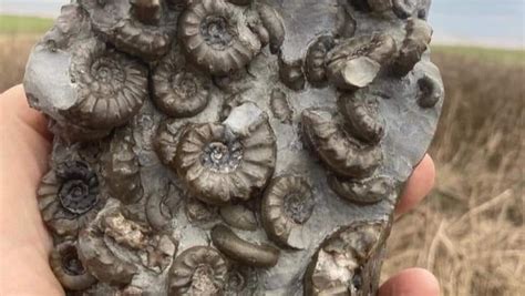 Fundraiser By Alex Feather Feathers Fossil Challenge