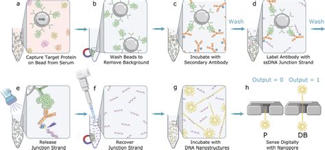 Schematic Illustration Of The Digital Immunoassay Workflow With Schematic Illustration Of The Digital Immunoassay Workflow With