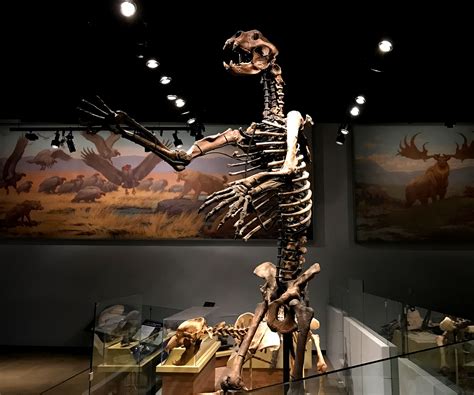 Short Faced Bear Skeleton