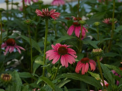 Градински цветя Оранжерия за производство на цветя Гинко