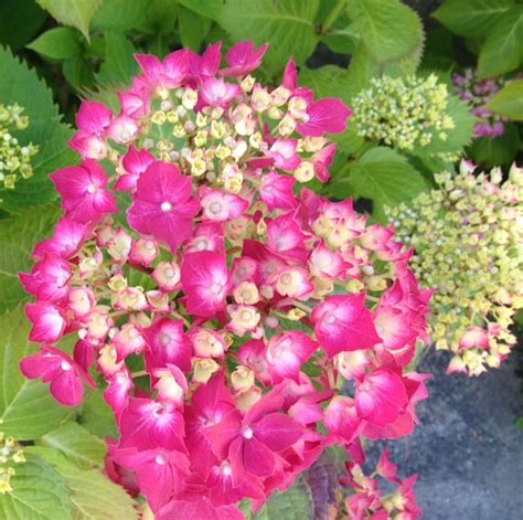 Mop Head Hydrangea Hydrangea Guide