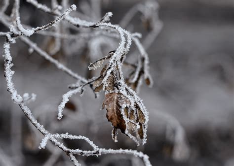 Wallpaper Water Snow Winter Branch Ice Frost Hoarfrost