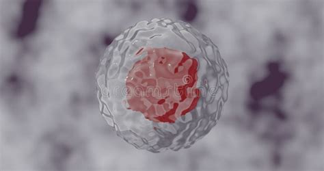 Lymphocyte With Large And Round Nucleus In 3d Illustration Stock Illustration Illustration Of