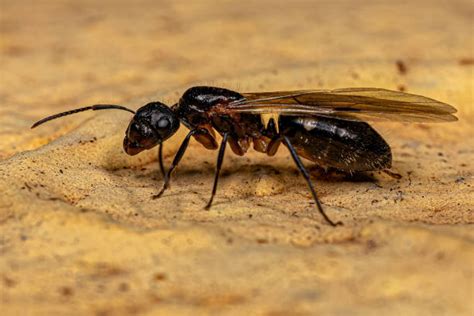 Winged Carpenter Ants
