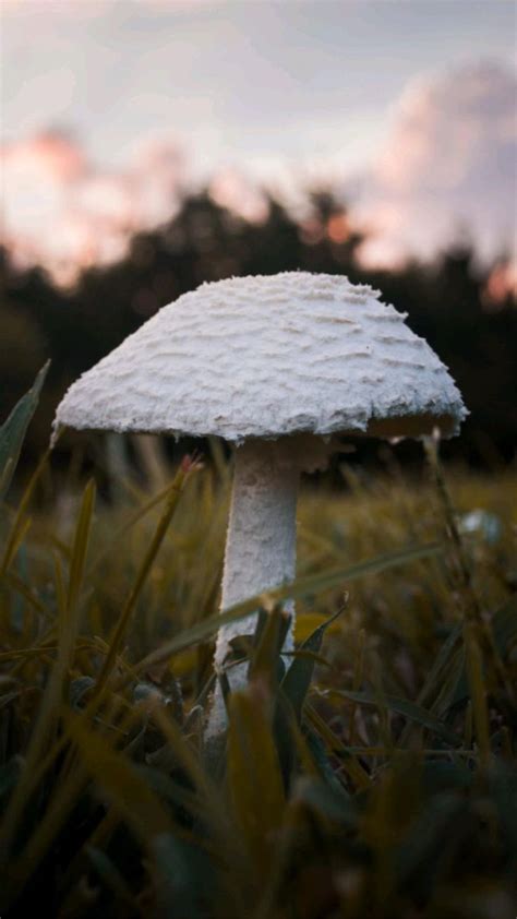 Bugs Life Perspective 🐞🐛