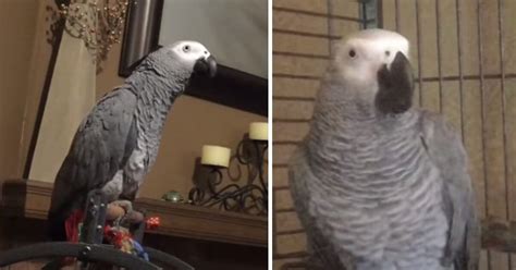 Being Annoyed By Dog Brothers Shenanigans Hilariously Sassy Parrot