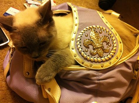 My Keykey Sinsay Steals Mah Purse All The Time