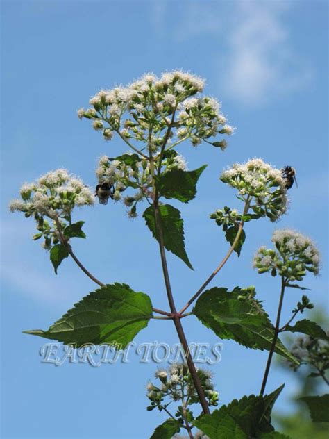 Pin On Native PA Plants