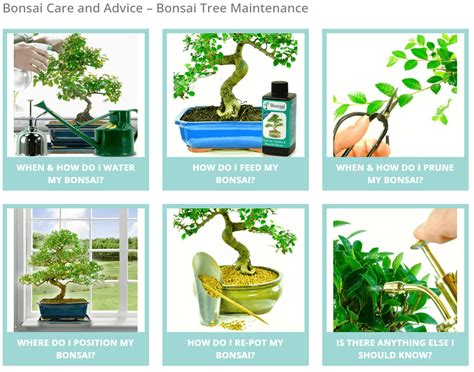 Bonsai Tree Maintenance Bonsai Tree Care And Advice