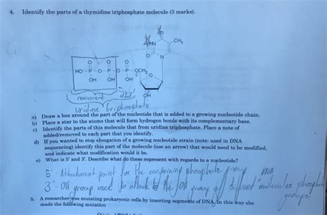 Solved 4 Identify The Parts Of A Thymidine Triphosphate