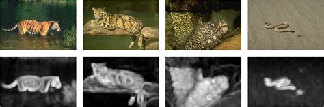 integration of color and texture cues in a rough set based segmentation