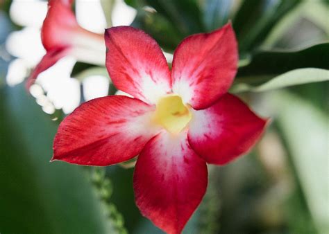 Flor Del Desierto La Planta Más Alegre Que Te Acompañará En Los Días