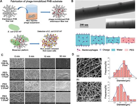 A Electrospun Fibers Encapsulated Phages Capture Infect The Bacteria