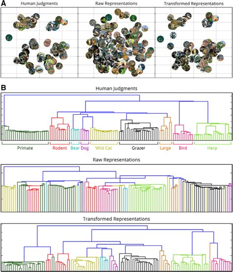 transforming cnn representations using similarity judgments a