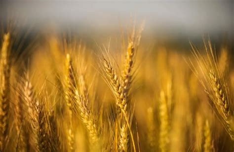 Le Figaro во Франции наблюдается рекордное снижение урожая пшеницы