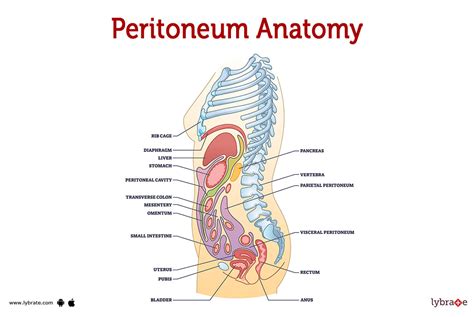 Anatomy Of Peritoneum Illustration Of Male Peritoneum Our Beautiful