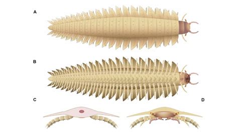 Fossils Reveal Head Of Ancient Millipede That Was Biggest Bug Ever