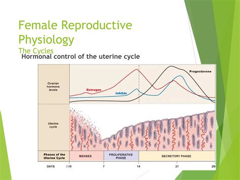Physiology Of Sexual Differentia Ppt