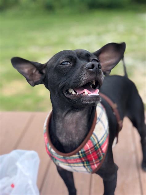 Black Chihuahua Terrier Mix Chihuahua Rat Terrier Mix Puppies Deals