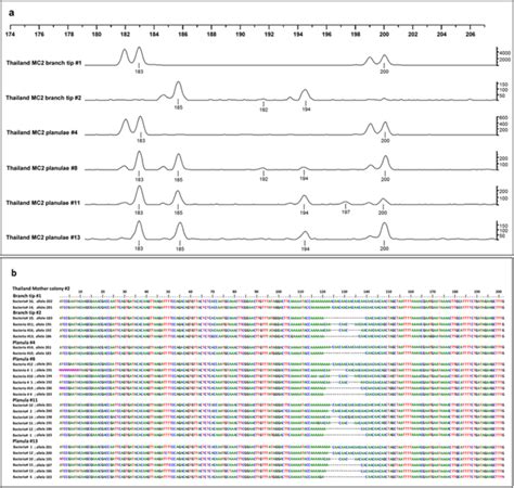 Sequencing Microsatellite Alleles From Coralplanula Dna Samples Thai