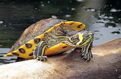 Trachemys Scripta Trachemys Scripta