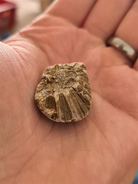 Found In The North Of England R Fossilid