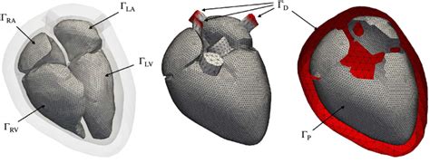 Surfaces On Which Boundary Conditions Are Applied The Endocardial Download Scientific Diagram