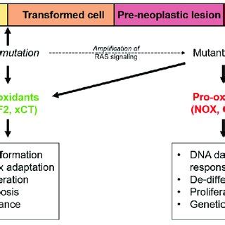 Proposed Model For The Role Of Cellular Redox Homeostasis In Oncogenic Download Scientific