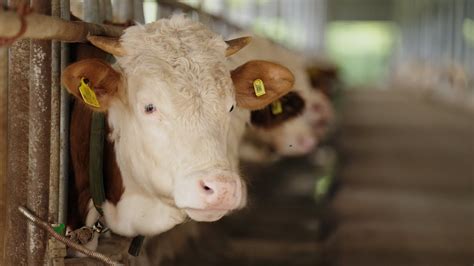 Рынок данных и транзакции Youtube