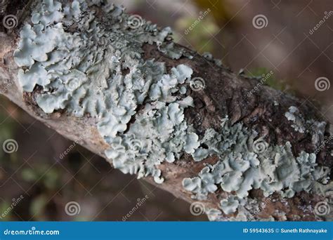 Fungi On Tree Branch Stock Photo Image