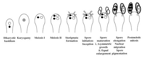 Basidiomycota Coprinus Basidiocarp