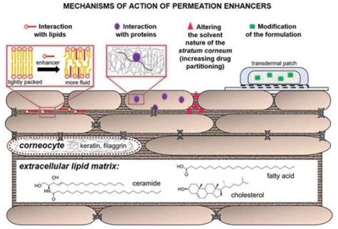A Review On Natural Permeation Enhancer For Transdermal Drug Delivery