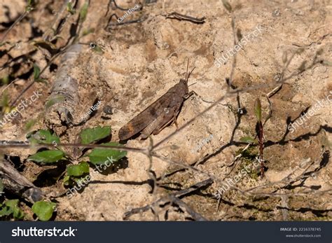 5 Afbeeldingen Voor Road Duster Grasshopper Afbeeldingen Stockfoto‘s En Vectoren Shutterstock