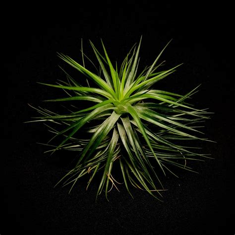Tillandsia Cotton Candy Compact Collectors Online