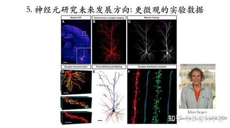 神经元模型：从离子通道到计算 知乎