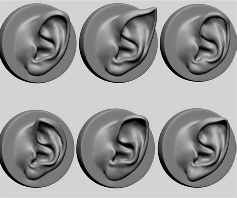 Artstation Ear Model With Different Types Resources