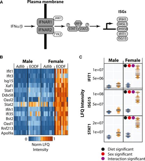 Dietary Restriction Induces A Sexually Dimorphic Type I Interferon