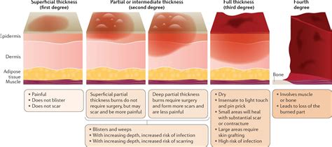 2024 American Heart Association And American Red Cross Guidelines For