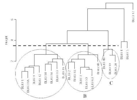 Dendrogram Showing Wards Linkage Clustering Euclidean Distances